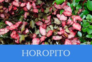 Horopito: The Little Known, Yet Highly Effective Anti-Candida Herb ...