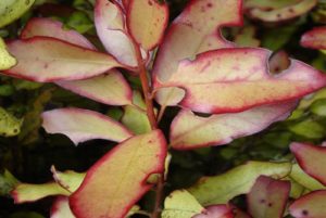 Horopito: The Little Known, Yet Highly Effective Anti-Candida Herb ...