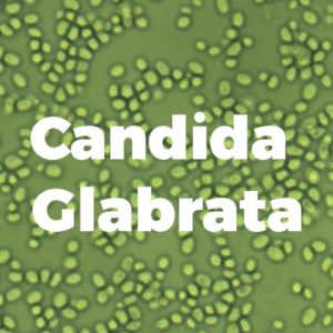 Everything You Need To Know About Candida Glabrata - YeastInfection.Org ...