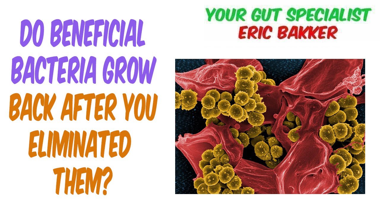 Bringing Your Beneficial Bacteria Back - YeastInfection.Org - Your ...